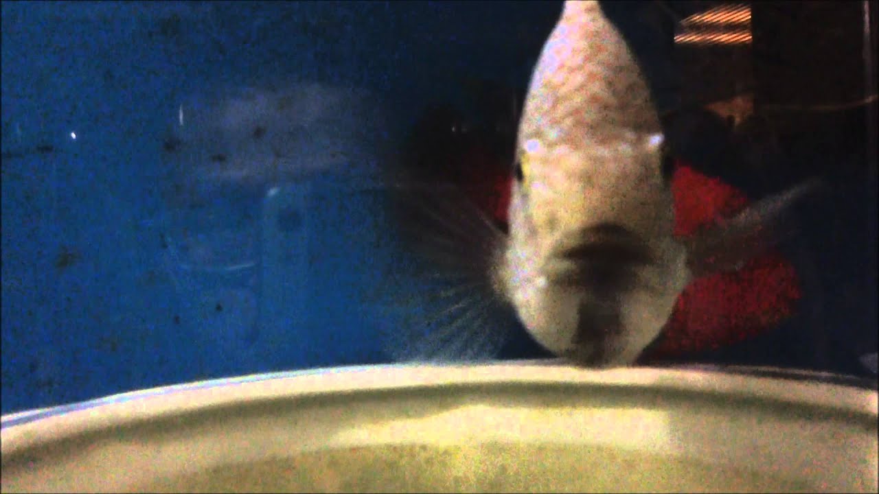 F1 Red Texas Hybrid Cichlid Frys - YouTube