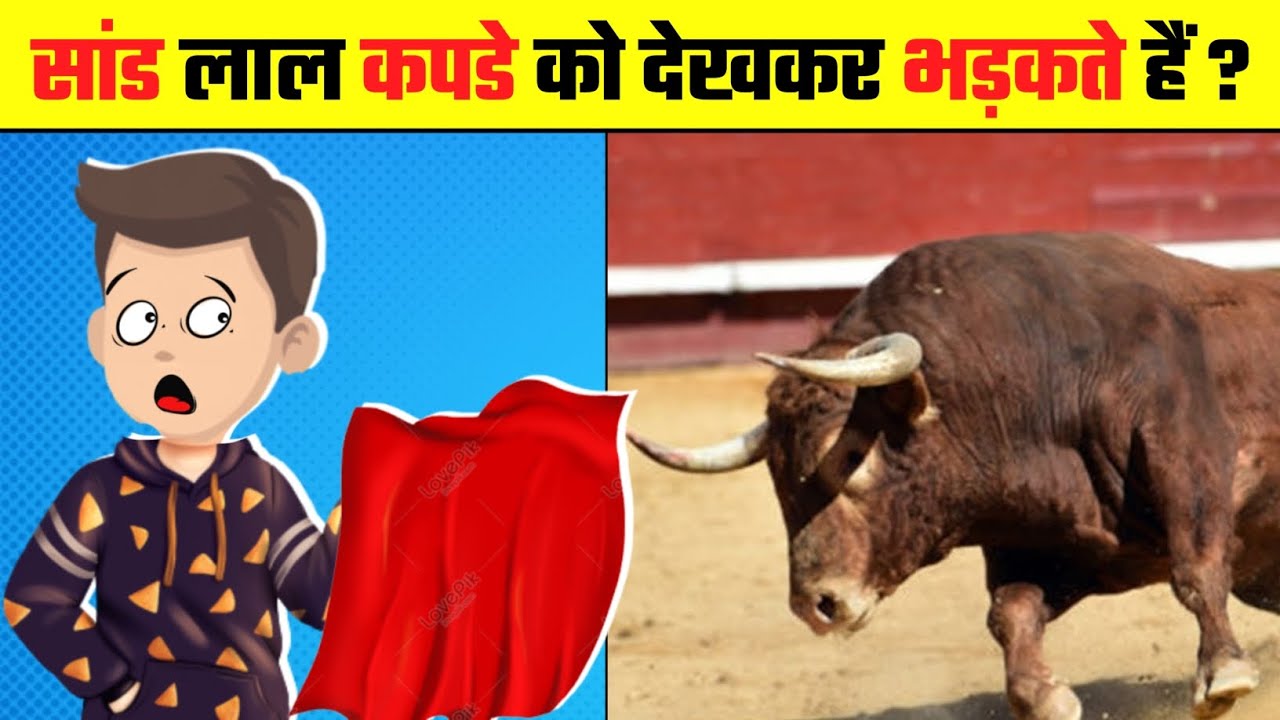 Do BULLS Angry To See Red CLOTHE? | FacTuber Boy - YouTube
