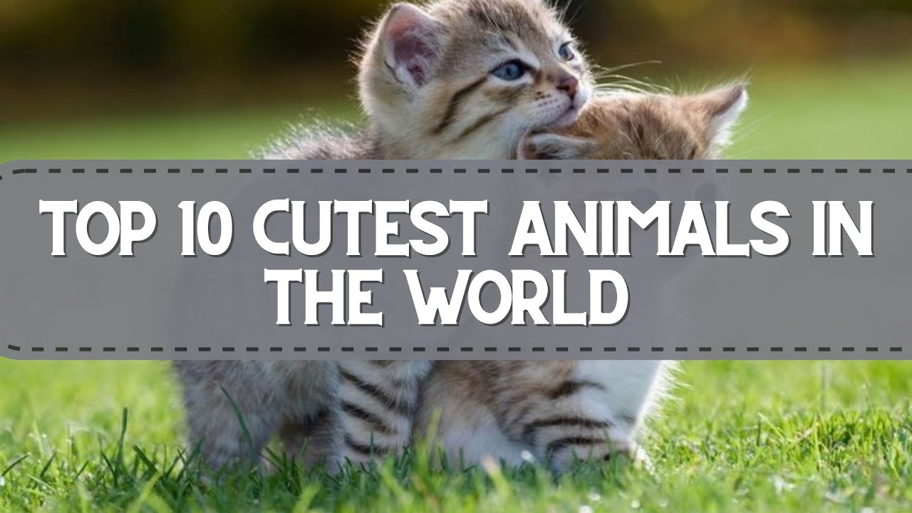 Top 10 cutest animals in the world | Cute Animals In The World - YouTube