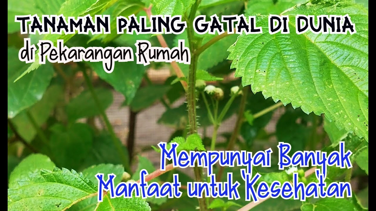 TANAMAN LATENG / JALATENG | TANAMAN BERBAHAYA DENGAN BERBAGAI MANFAAT ...