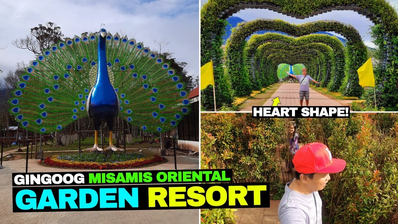 FOUND THE BIGGEST PEACOCK! Iluminada Garden Resort | Gingoog, Misamis ...
