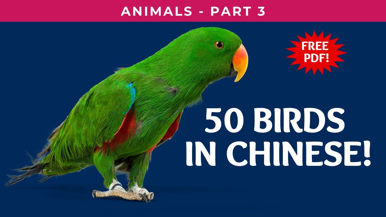 Learn 50 Birds in Chinese w/ Picture Associations - Animal Kingdom ...