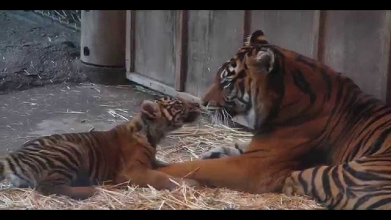 Tiger Triplets Playing - YouTube