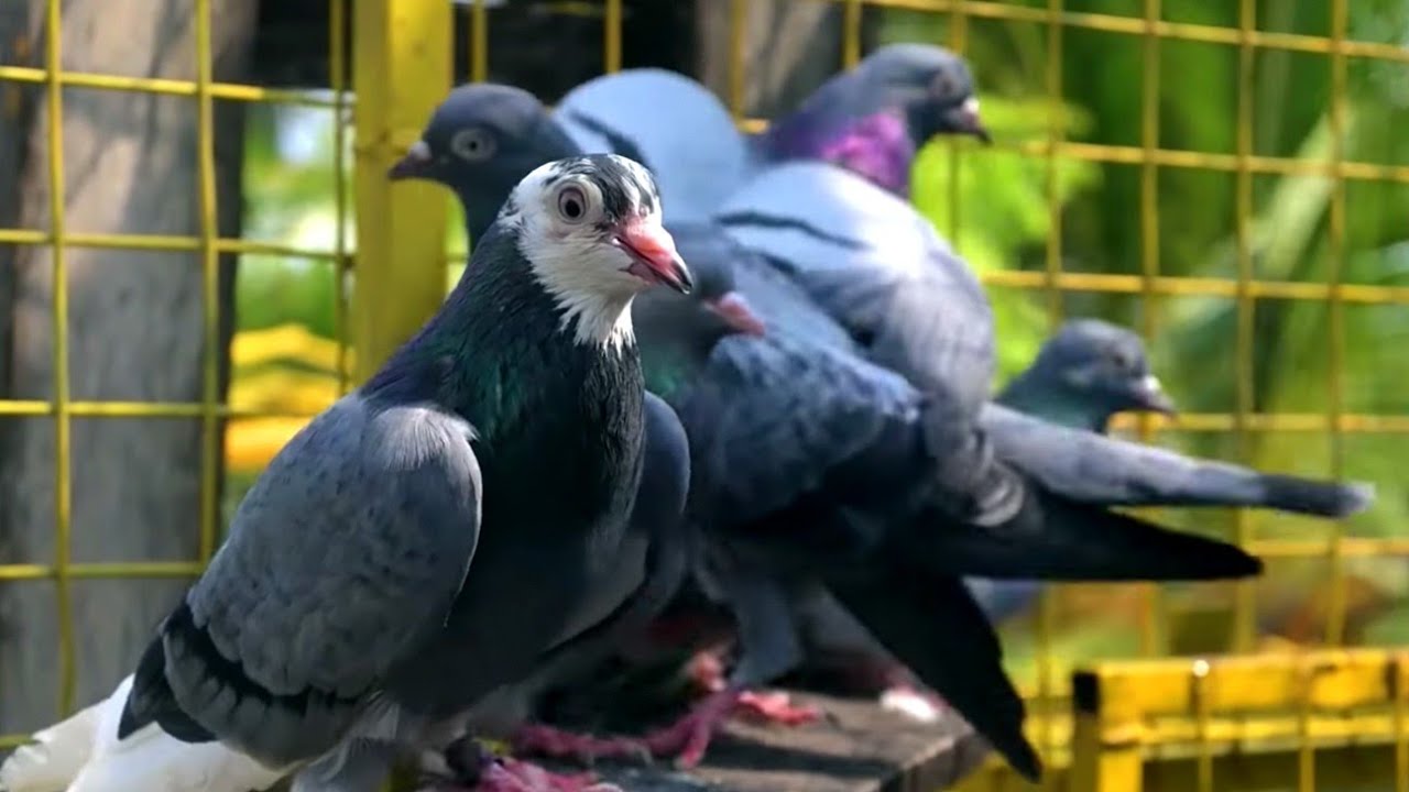 tippler pigeon lofts - YouTube