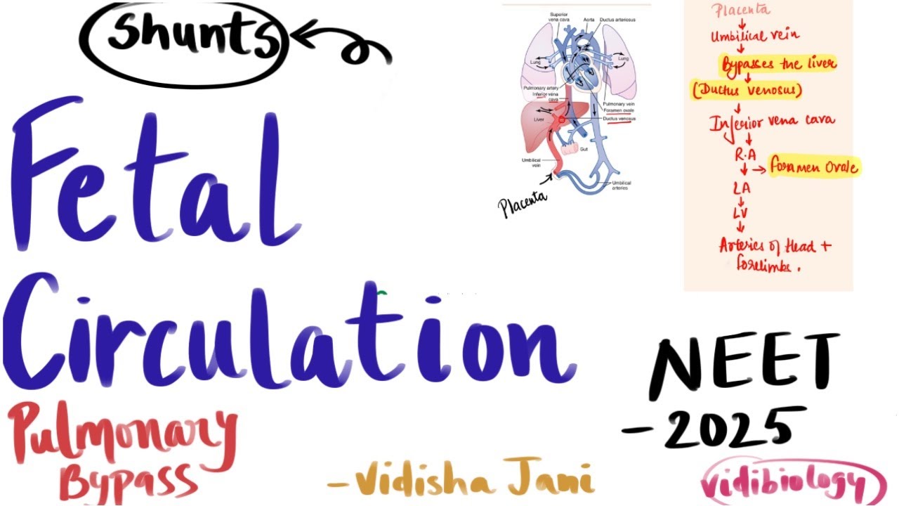 Fetal circulation| Foetal Shunts and Bypass| Body fluids and ...