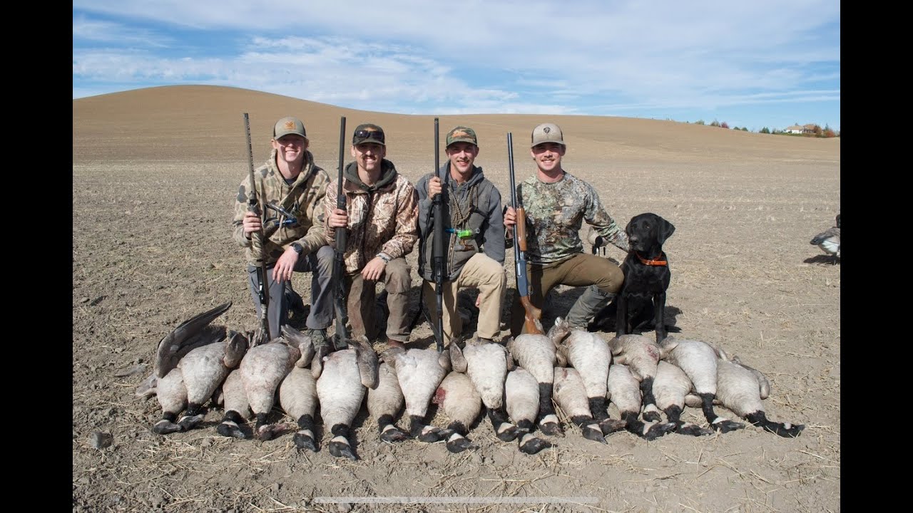 First Field Goose Hunt of the Season - YouTube