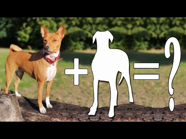 Schwarzer Basenji Mix