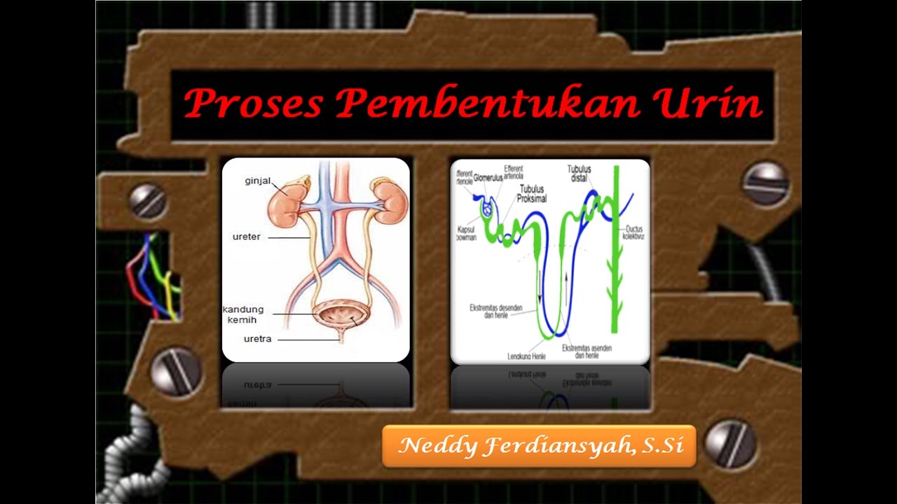 Proses Pembentukan Urin - YouTube