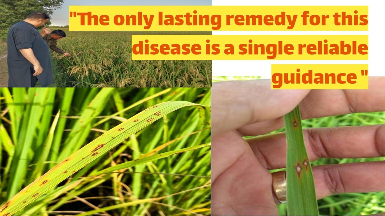 "This video provides the ultimate solution to safeguarding the rice ...