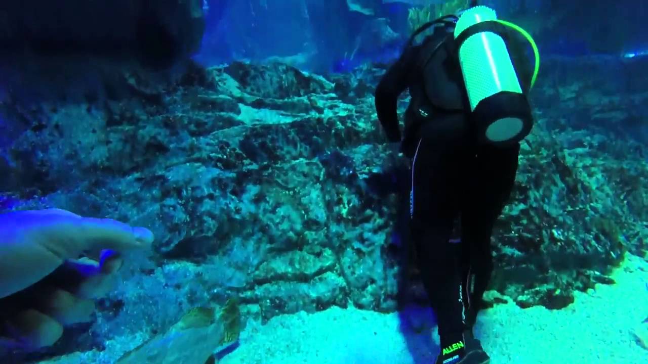 Shark Dive Busan South Korea (Final) - YouTube