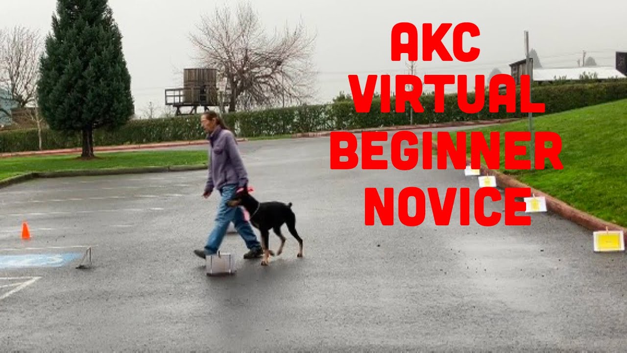 AKC Virtual Beginner Novice Obedience Explained and Demoed - YouTube