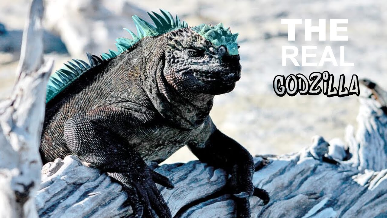 Godzilla Asli di Dunia Nyata (Fakta Menarik dari Iguana Laut Si Monster ...