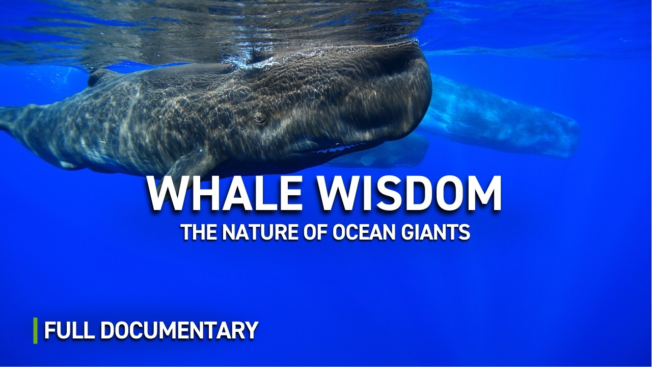 Whale Wisdom: The Intelligence of the Ocean | Full Nature Documentary ...