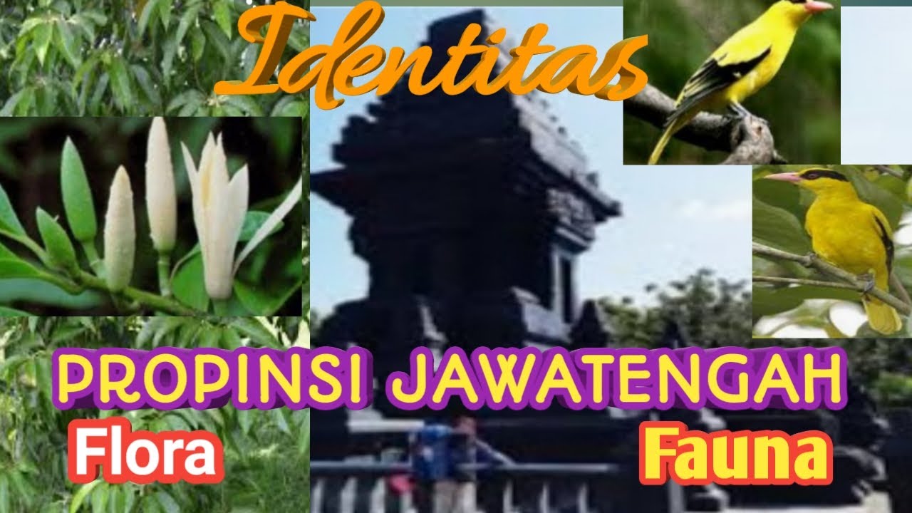 Identitas Flora & Fauna, PROV.JAWA TENGAH -Gayeng #Bunga Kantil ...