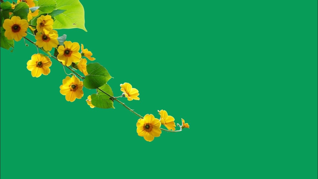 Flower green screen video | yellow flower green screen video download ...