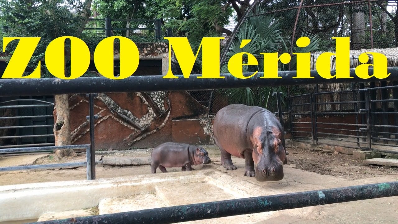 zoológico de Mérida, muy padre, muchos felinos y gratis - YouTube