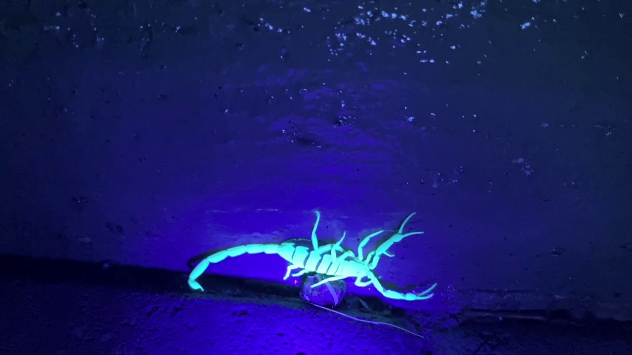 Scorpion Repel Prevents Scorpions from Climbing - YouTube