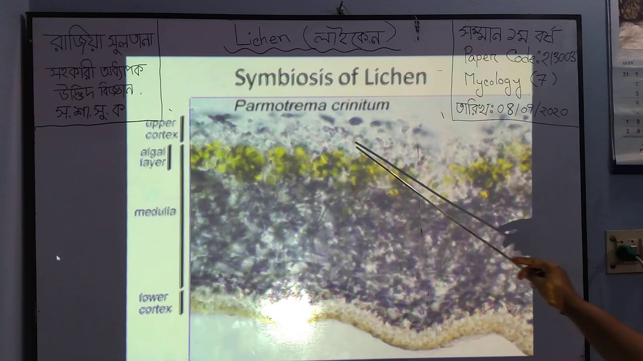 Botany Hons. 1st year Lichen - YouTube