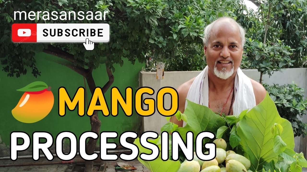 🥭 Mango Processing - YouTube