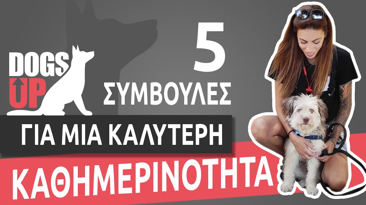 5 Συμβουλές για μια Καλύτερη Καθημερινότητα με τον Σκύλο σας - YouTube