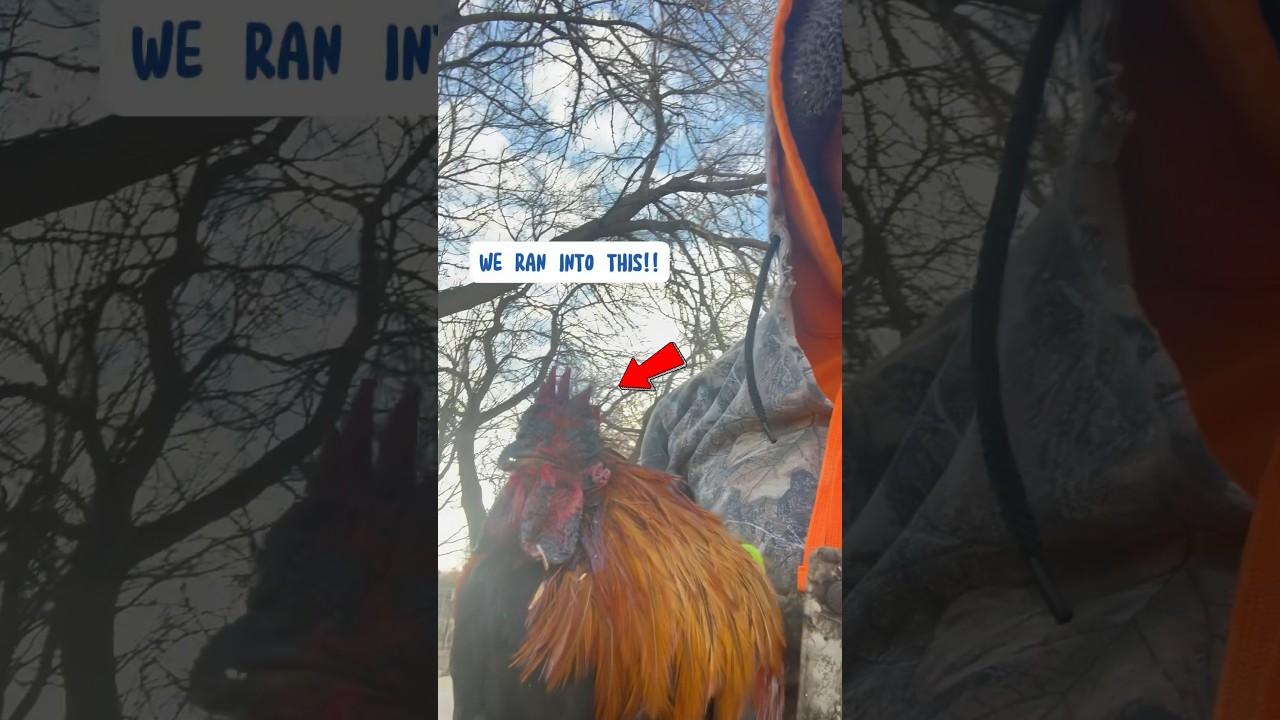 ROOSTER GOT BEAT UP! #funny #homestead #farmstead #farmlifebestlife # ...