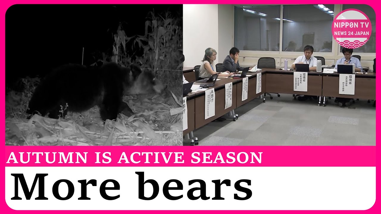 Bear sightings could increase this fall due to scarcity in key food ...