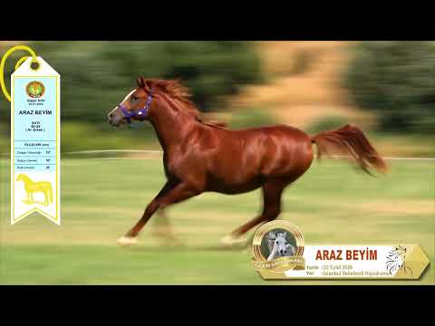 ARAZ BEYİM