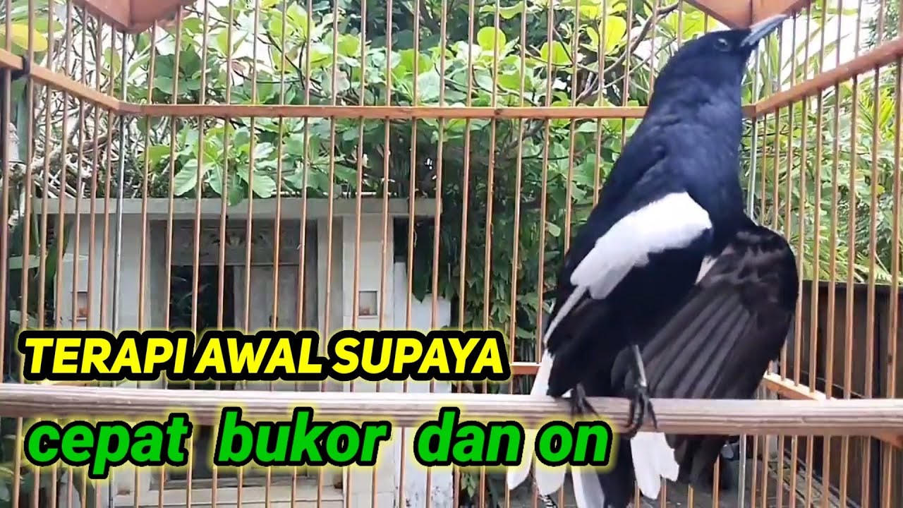 terapi awal, supaya kacer cepat bukor dan on selalu - YouTube