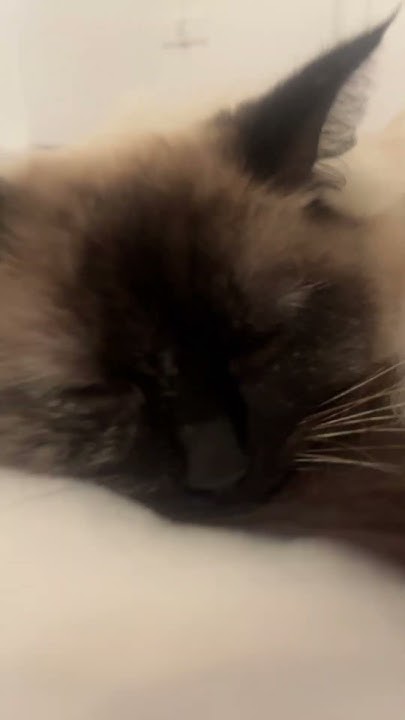 Sleepy snuggles - YouTube