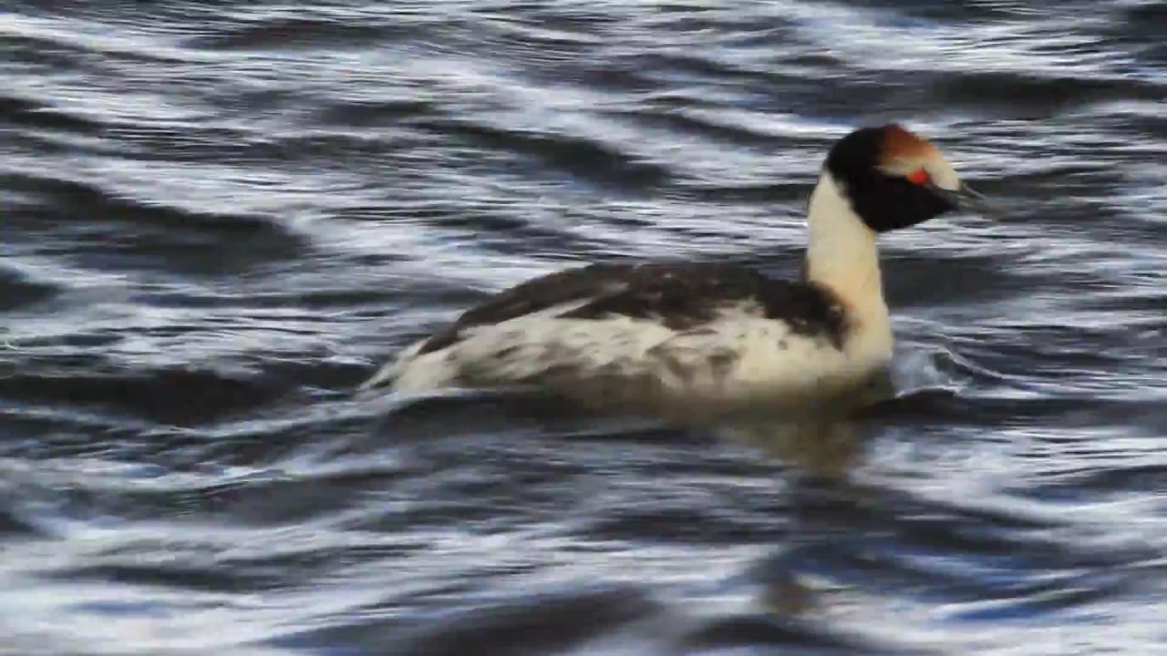 Aves en peligro de extinción. El Macá tobiano (Podiceps gallardoi ...