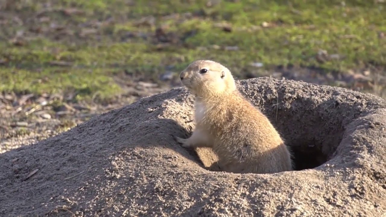 Marmot At Its Burrow - YouTube