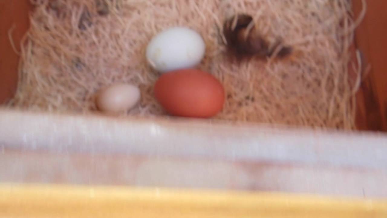 Smallest Chicken egg ever ?! - YouTube