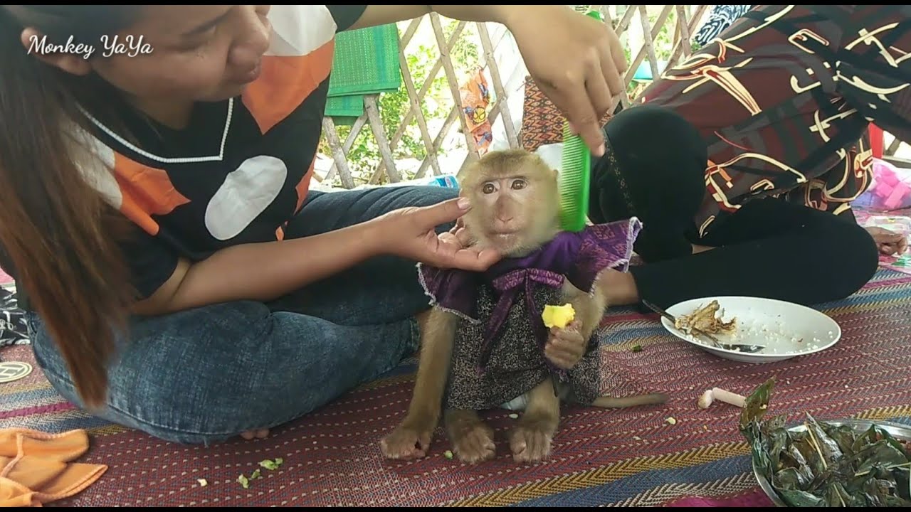 Princess YaYa Joins Dinner With Grooming Hair - YouTube