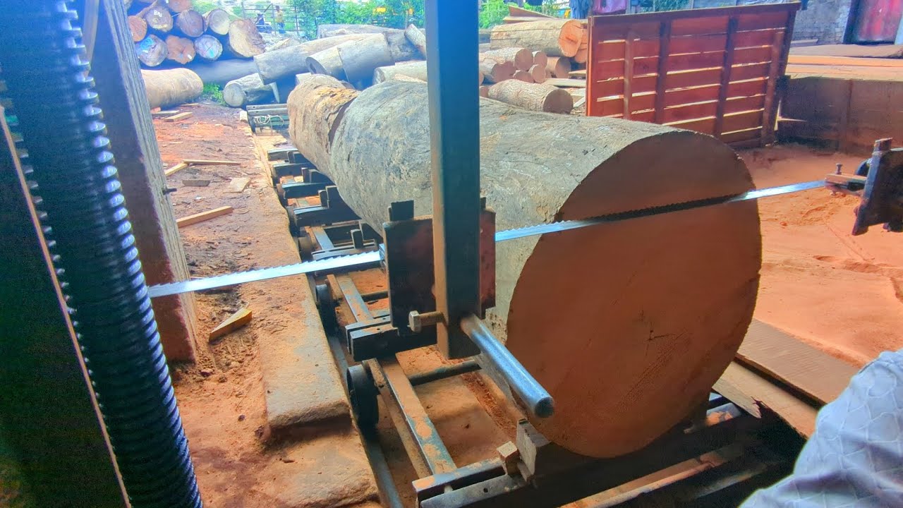 Wood Exploitation And Production In TechnologyWorth 50 Billion Dollars ...