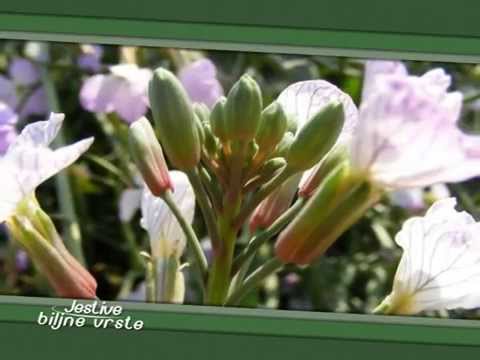 Jestive biljne vrste_Crna rotkva - YouTube