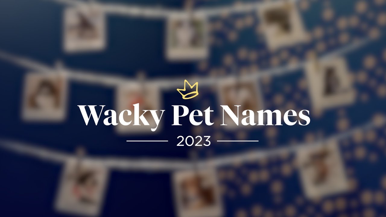Wacky Pet Names: Overview - YouTube