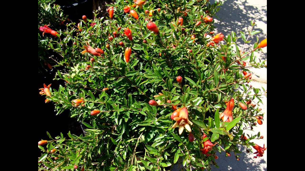 dadima (punica granatum) by DR.KUMAR C - YouTube