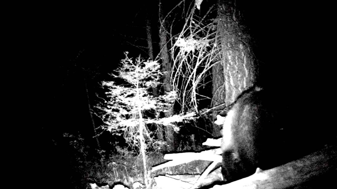 BIG Island Park,Idaho Grizzly Bear Boar - Trail Camera - June 5, 2012 ...