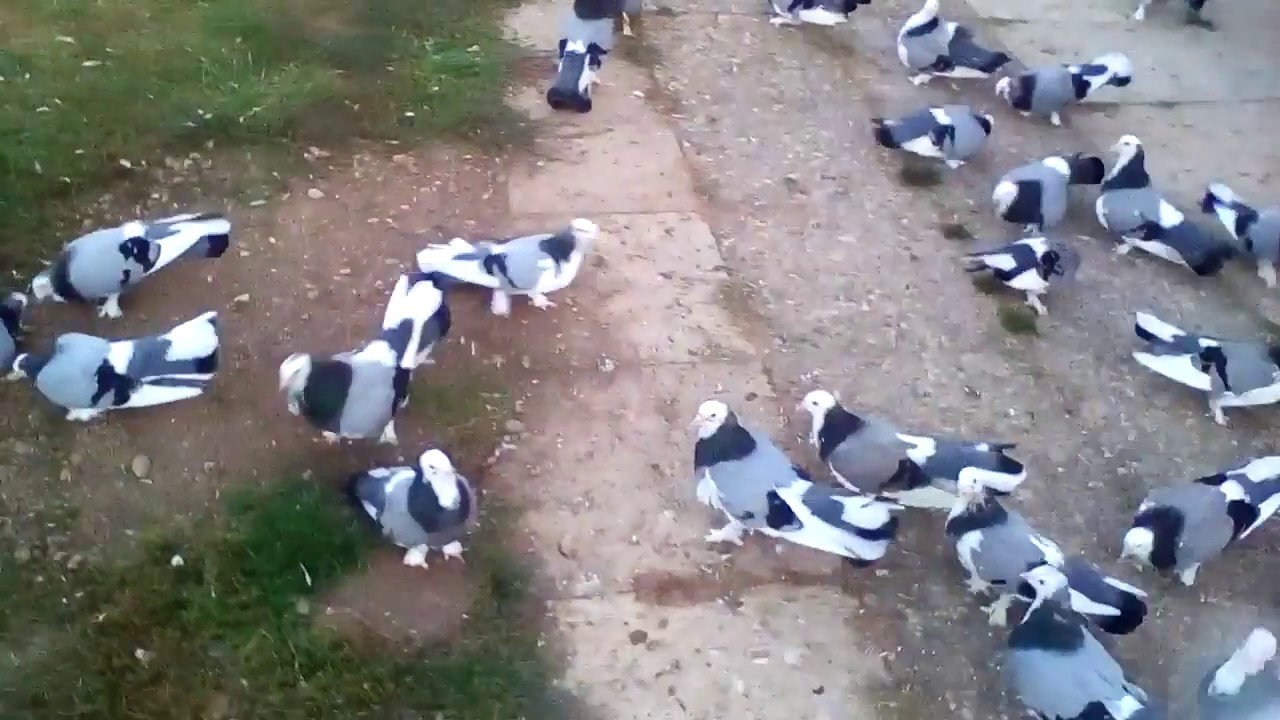 Pigeons DUNEK all together one color - Karabük Dönek Güvercin - YouTube