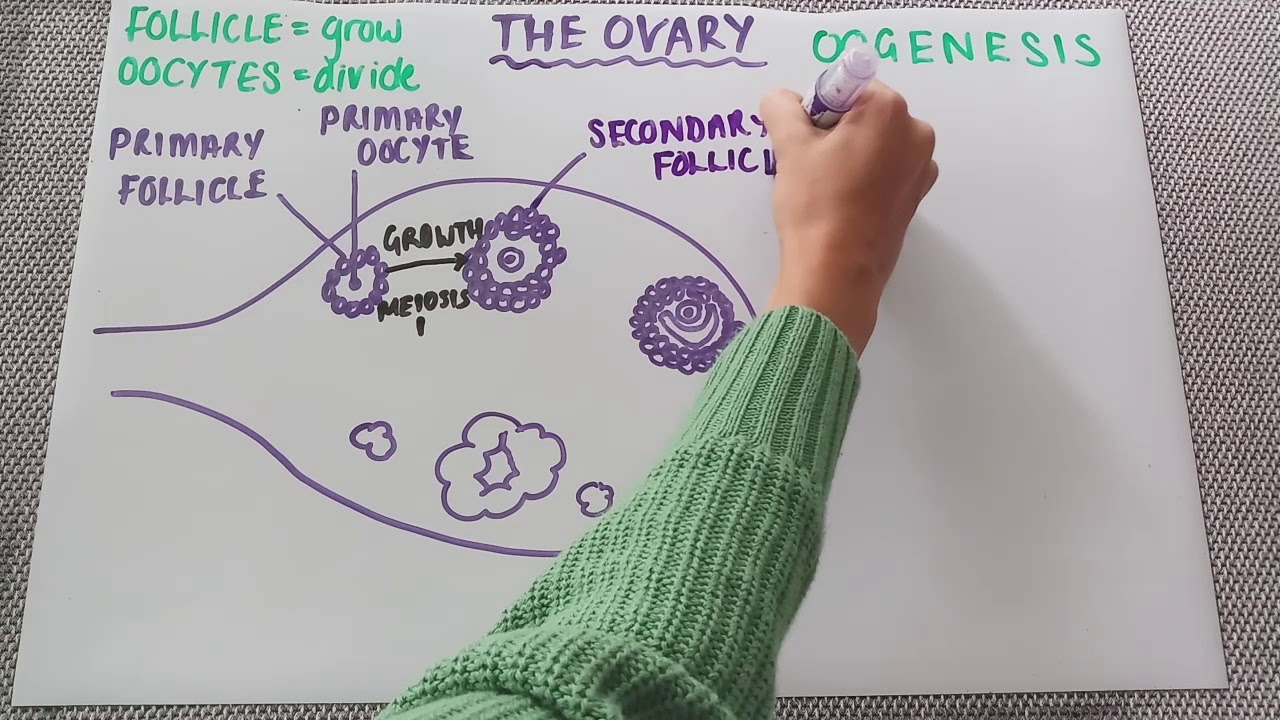 The ovary and oogenesis - YouTube