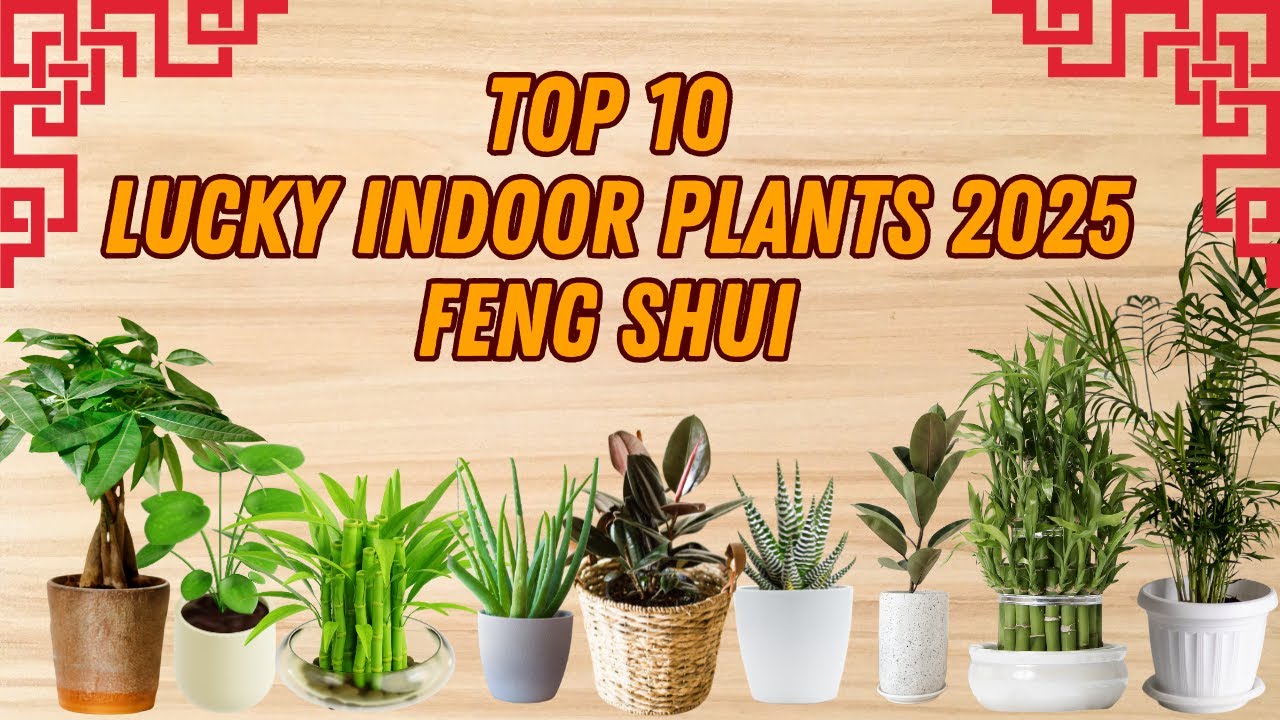 TOP 10 PLANTS FOR GOOD LUCK TAGALOG | Bring Prosperity and Positive ...