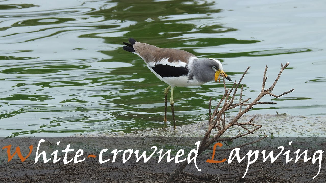 White-crowned Lapwing (Vanellus albiceps) Bird Call Video At Sunset Dam ...