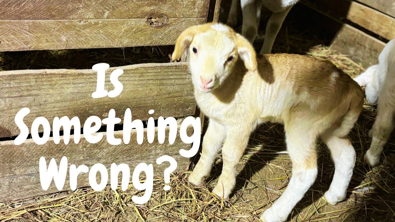 Mae's Twins | We Are Still Waiting on Our Last Ewe to Lamb #sheep # ...