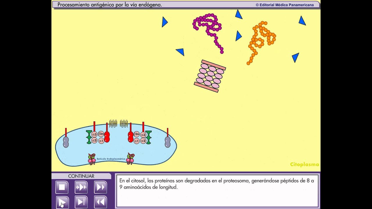 Via Endogena de procesamiento Antigenico - YouTube