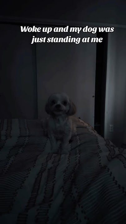 Demonic dog from the closet - YouTube