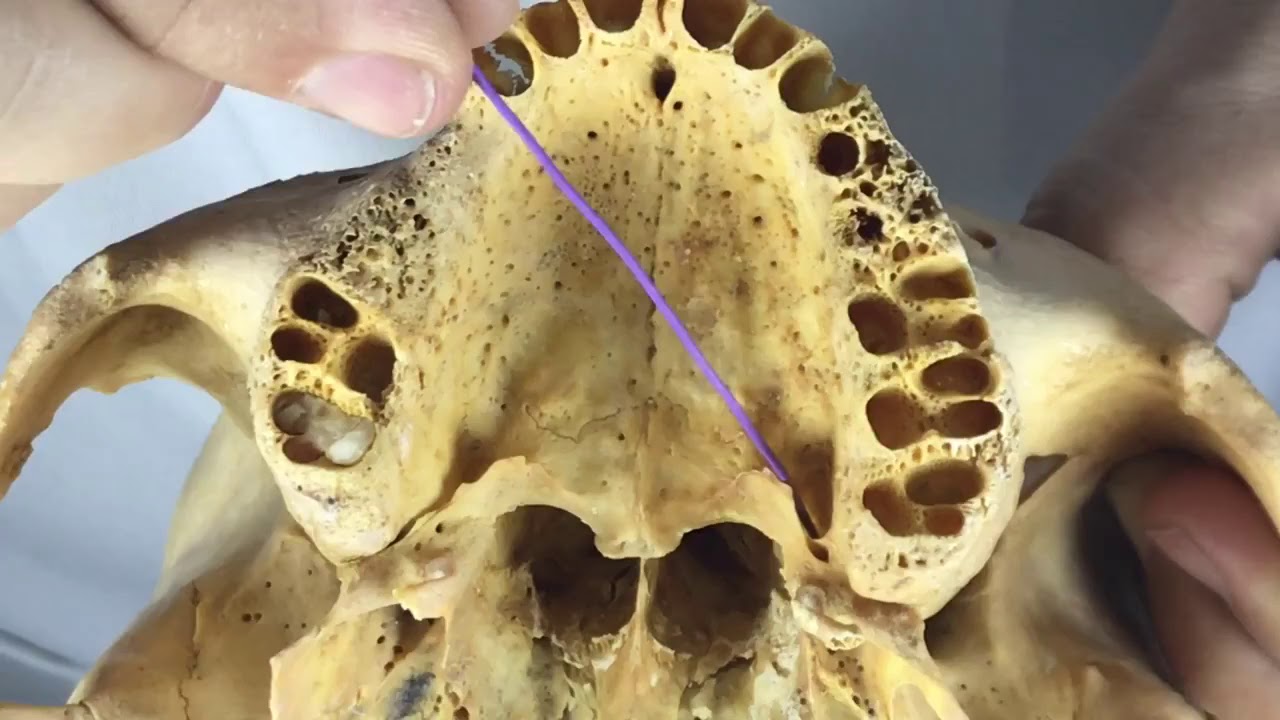 Video sobre MAXILA aula 02 - YouTube