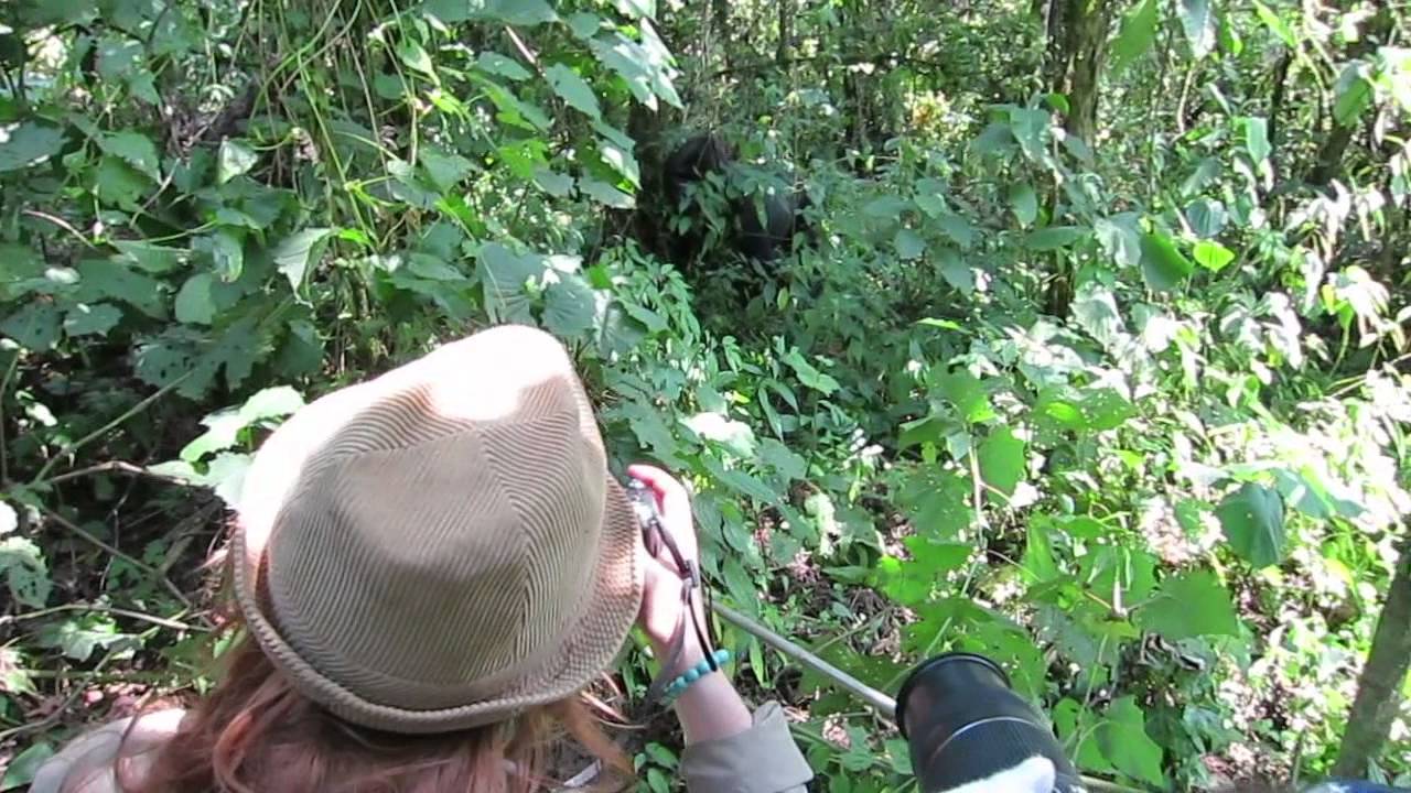 Gorilla Charging in Uganda - YouTube