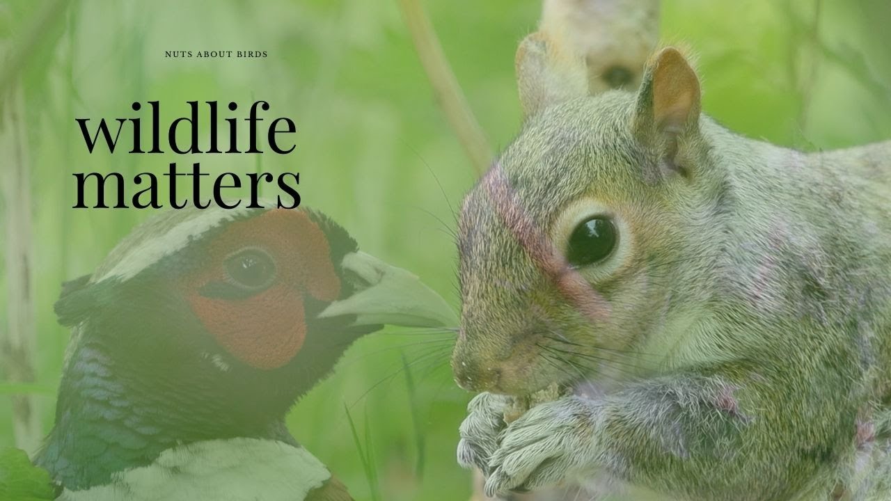 Wildlife Matters - YouTube