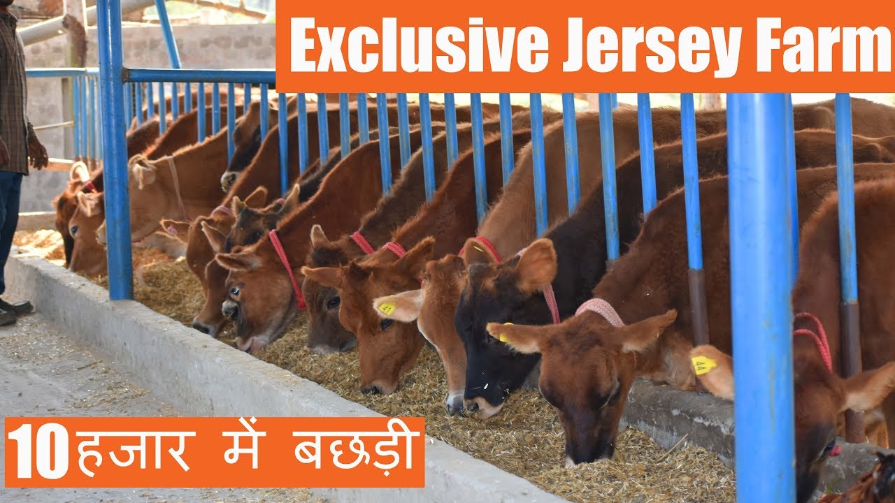 10 हजार में बछड़ी | Exclusive jersey cow farm - YouTube