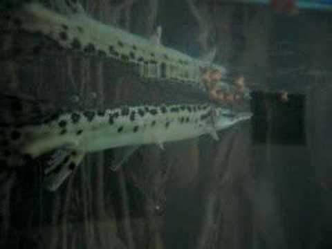 alligator gar eating pellets - YouTube